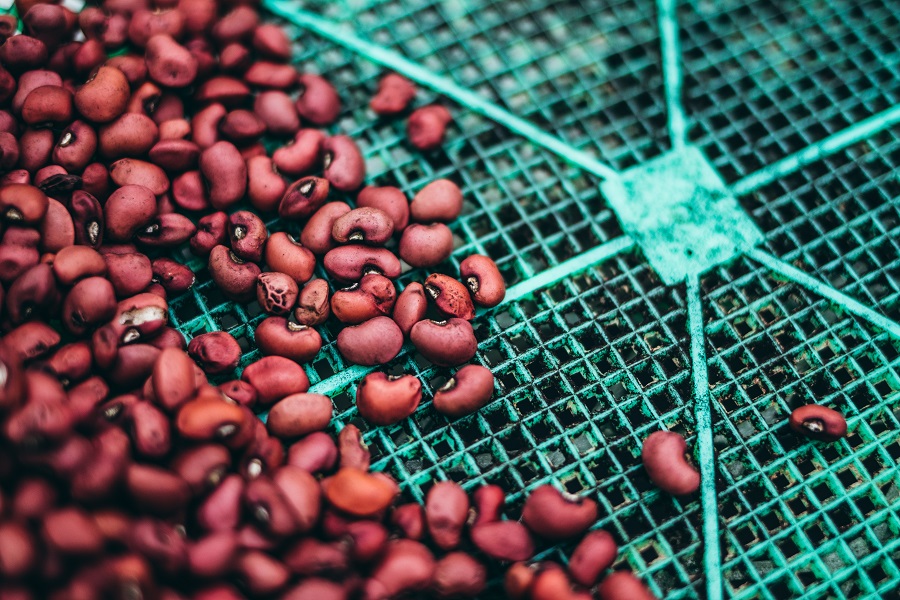 Planting Cowpeas and Hopi Turquoise Corn | Sunset Farm by Jordan Ranch