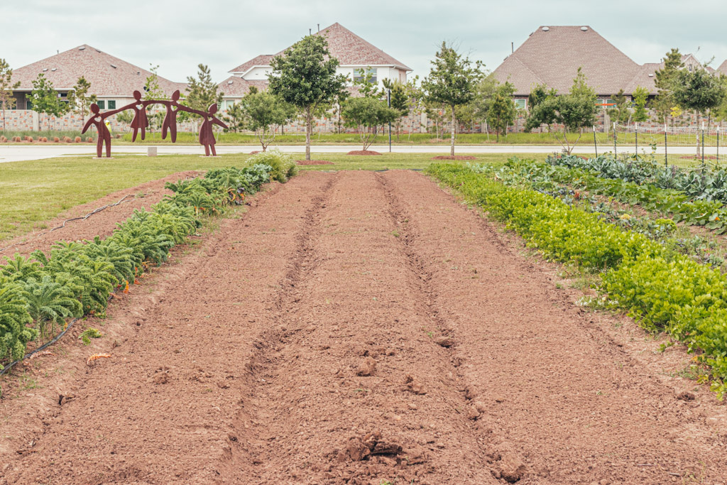 Preparing Beds for Summer Crops and Harvesting Green Garlic | Sunset ...