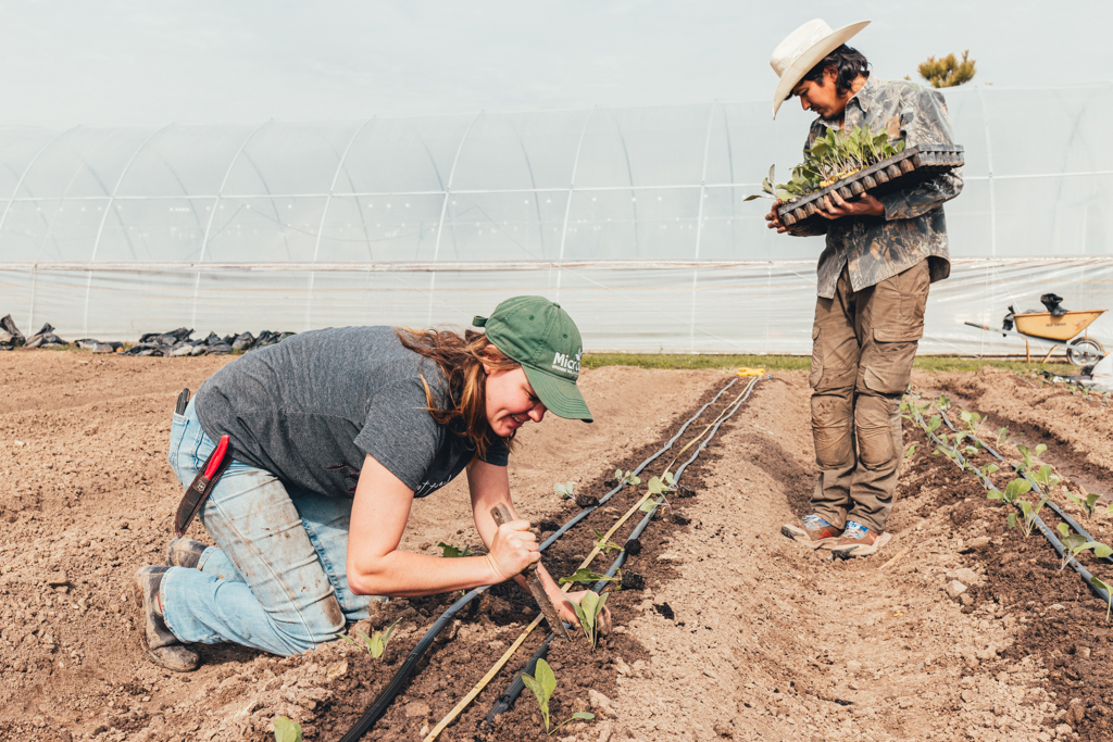 Planting Fall Crops and Harvesting Cauliflower | Sunset Farm by Jordan ...